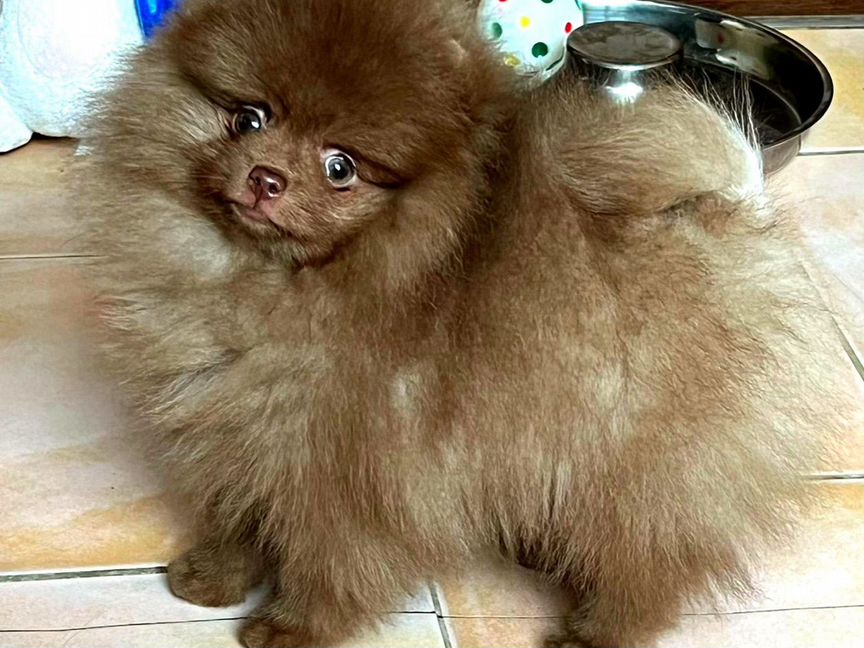 Померанский шпиц медвежьего типа