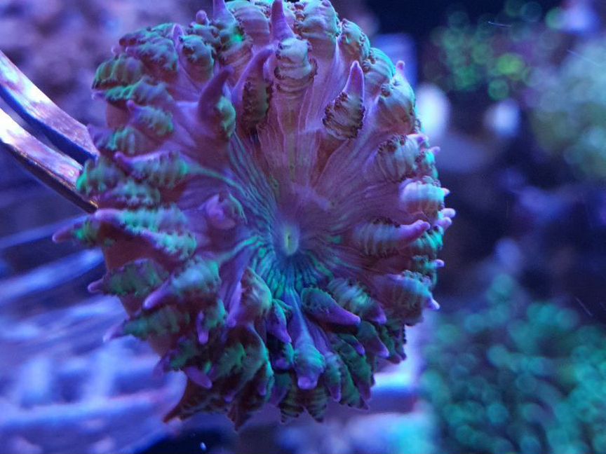 Песчаный анемон