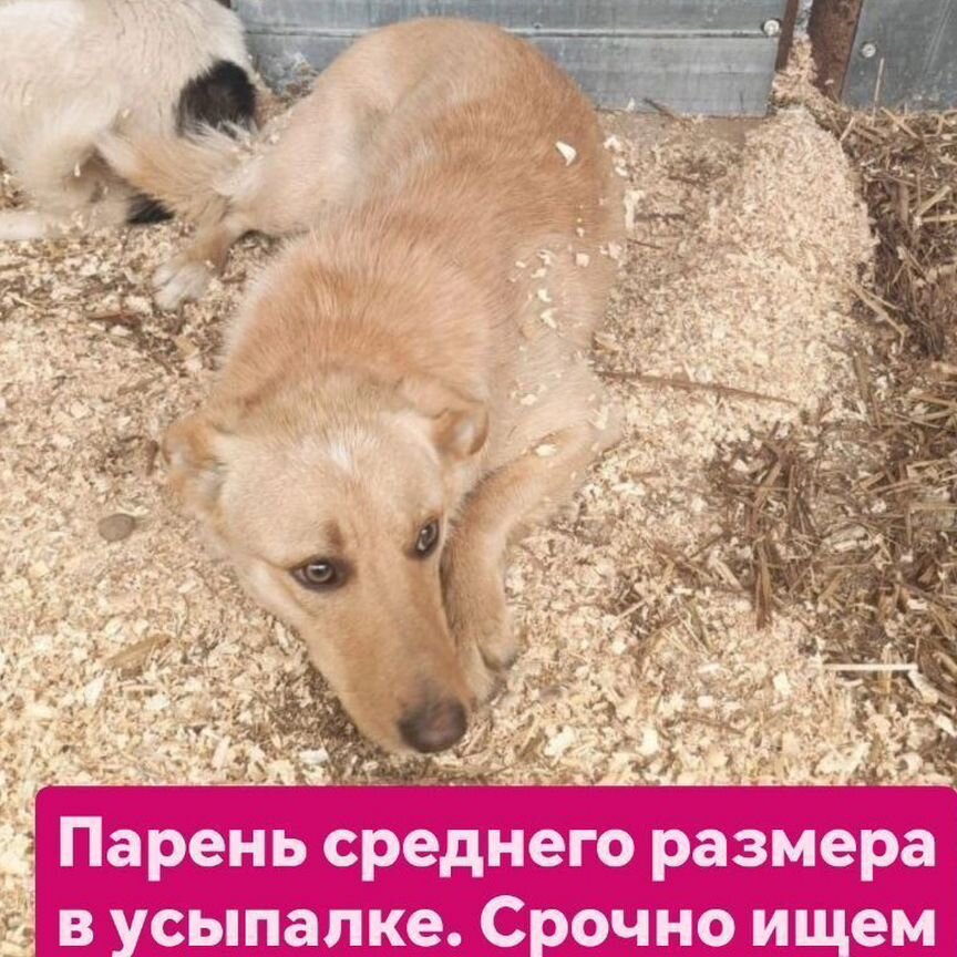 Взрослый пёс в добрые руки