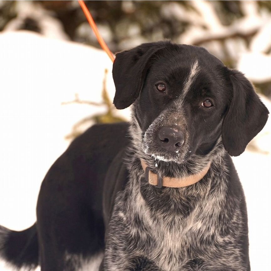 Взрослая собака в добрые руки