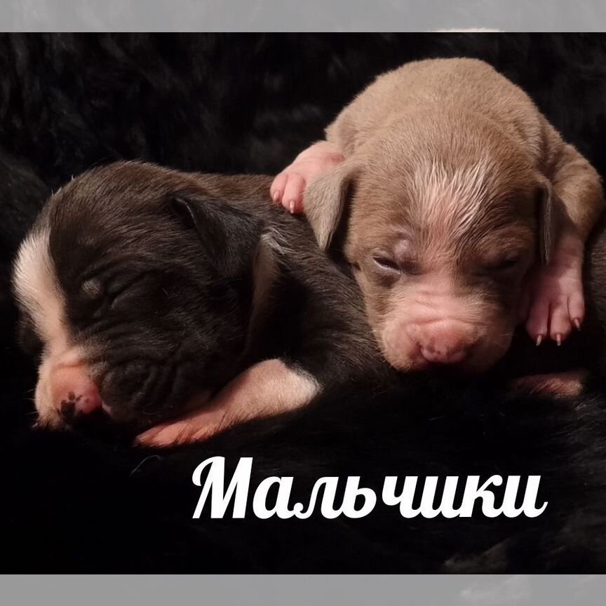 Американский питбультерьер, щенок