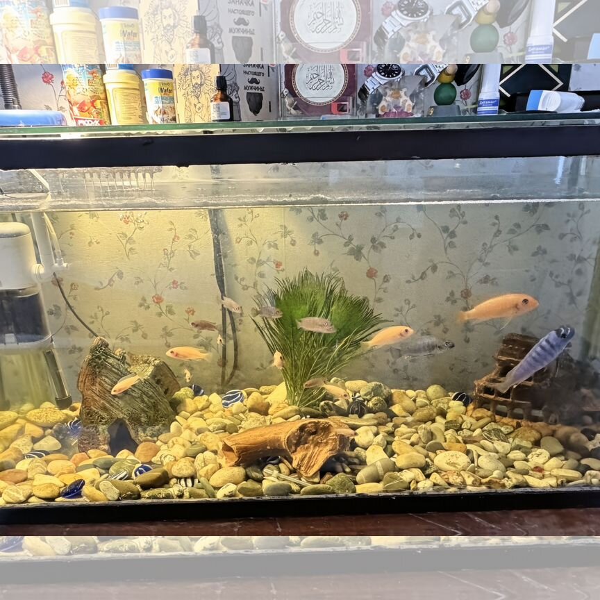 Аквариумные рыбки цихлиды