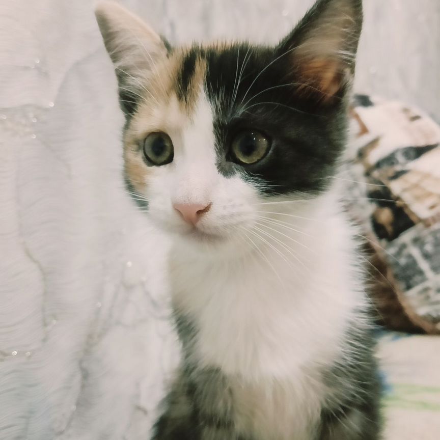 Котята в добрые руки бесплатно