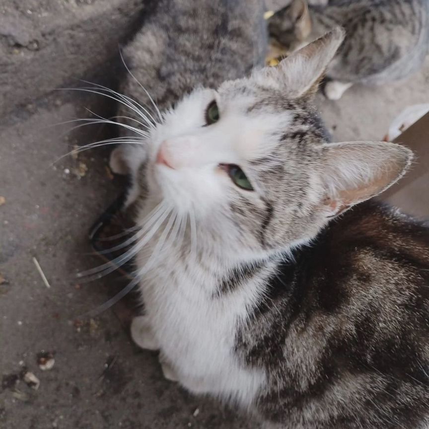 Котята ищут дом