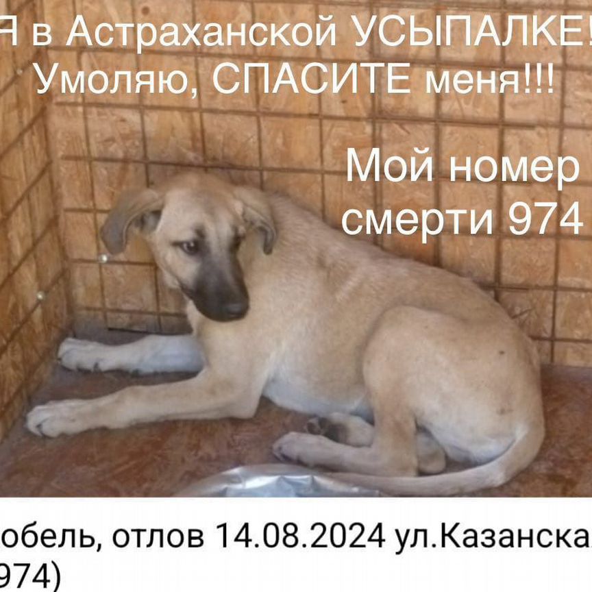 Собака в добрые руки