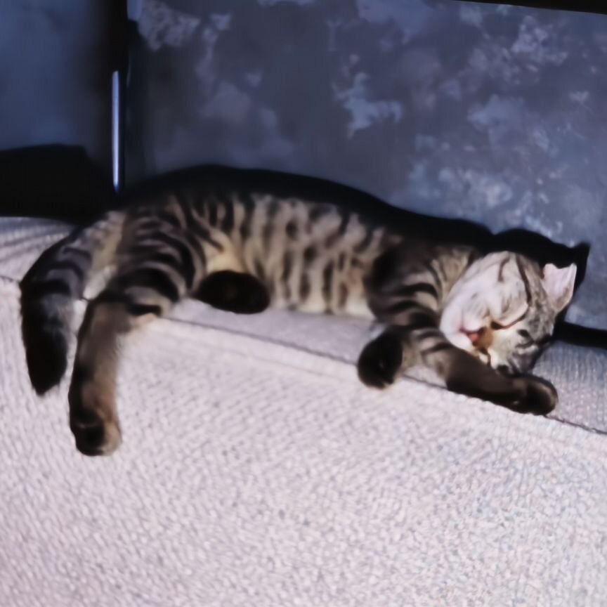 Шотландский вислоухий короткошёрстный котёнок