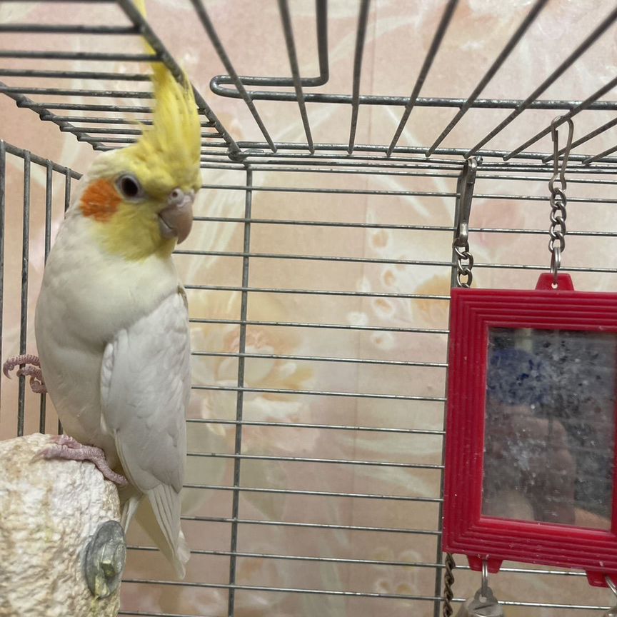 Красавец самец попугая кореллы