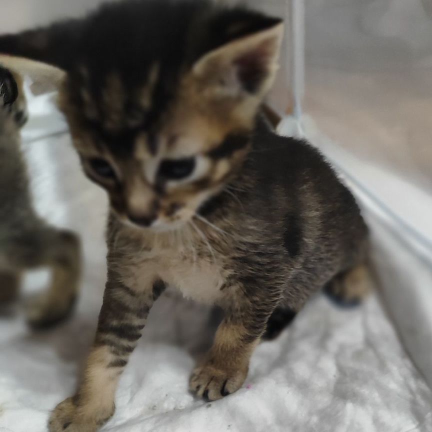 Абиссинский котёнок