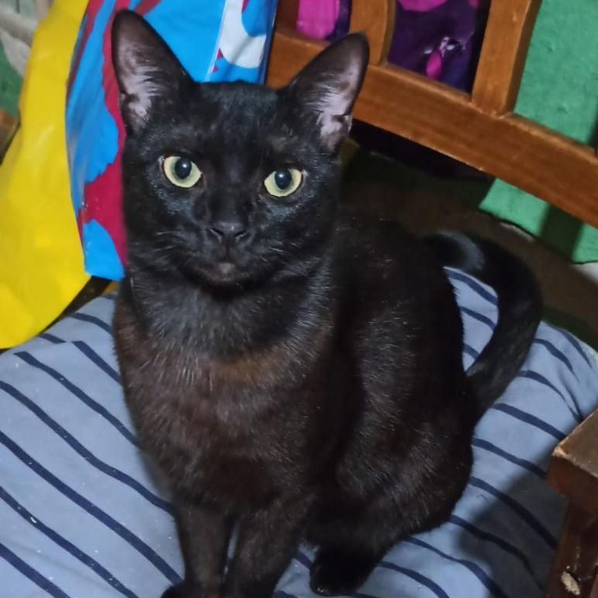 Котик Оскар в добрые руки