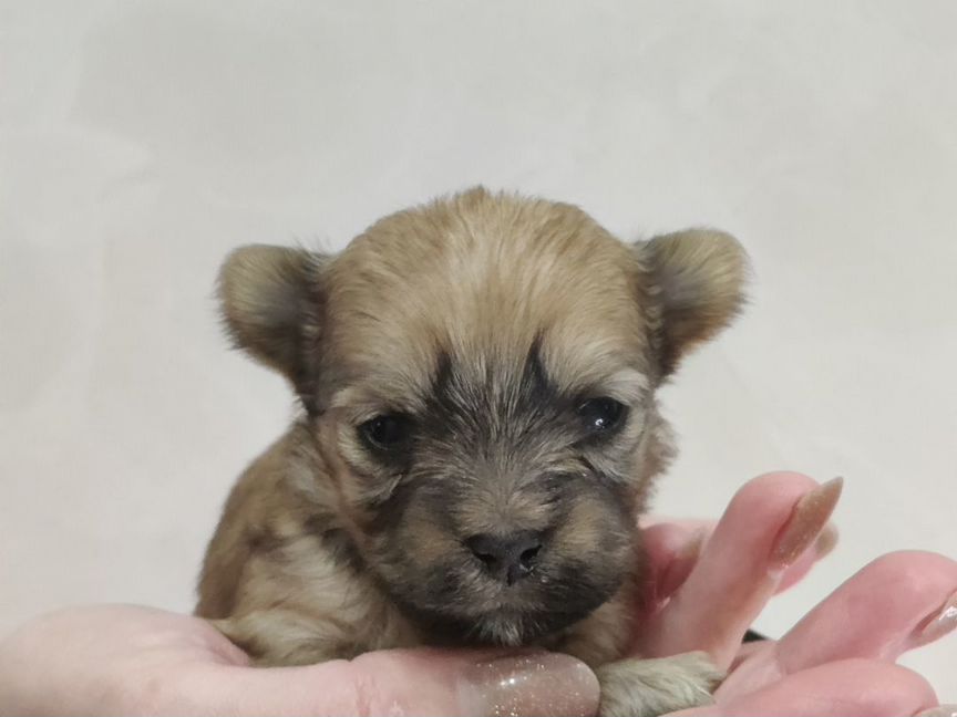 Щенки русской салонной собаки