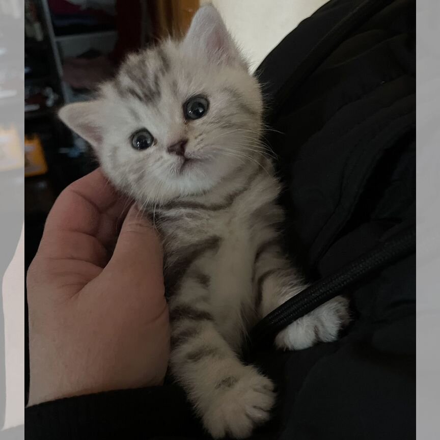Шотландский прямоухий короткошёрстный котёнок