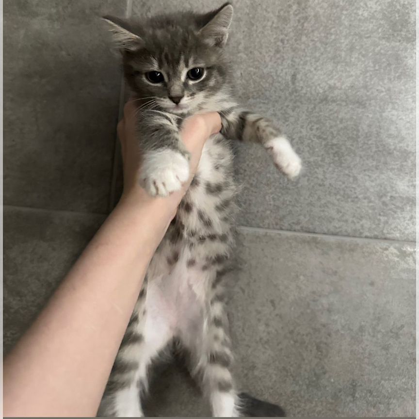 Британский длинношёрстный котёнок