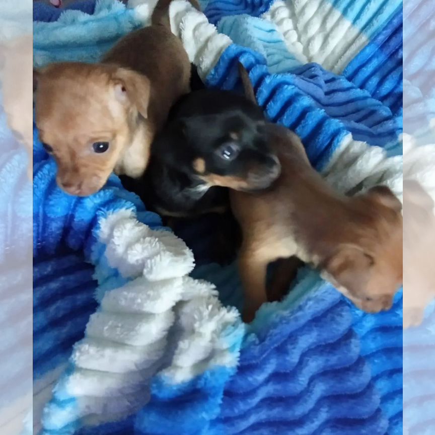 Русский той-терьер, щенок