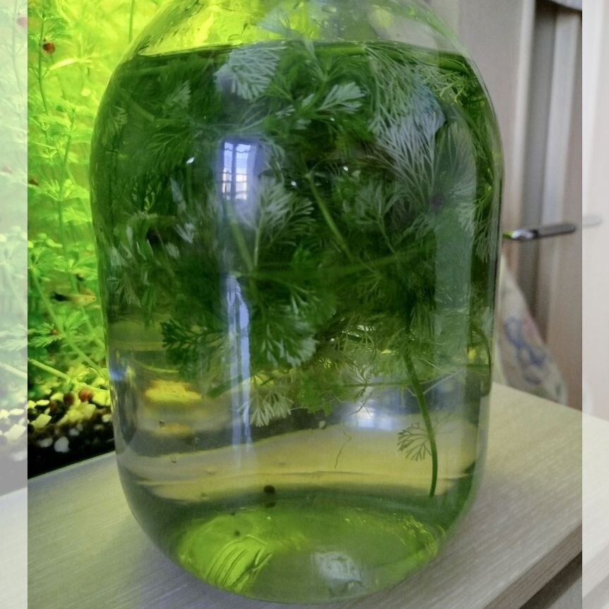 Аквариумные растения прополка