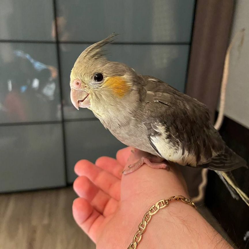 Ручной попугай корелла, возраст: месяц