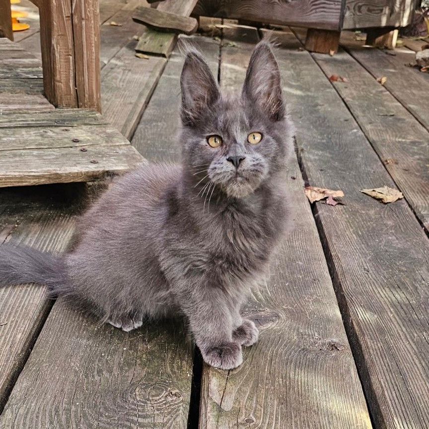 Котята мейн-кун