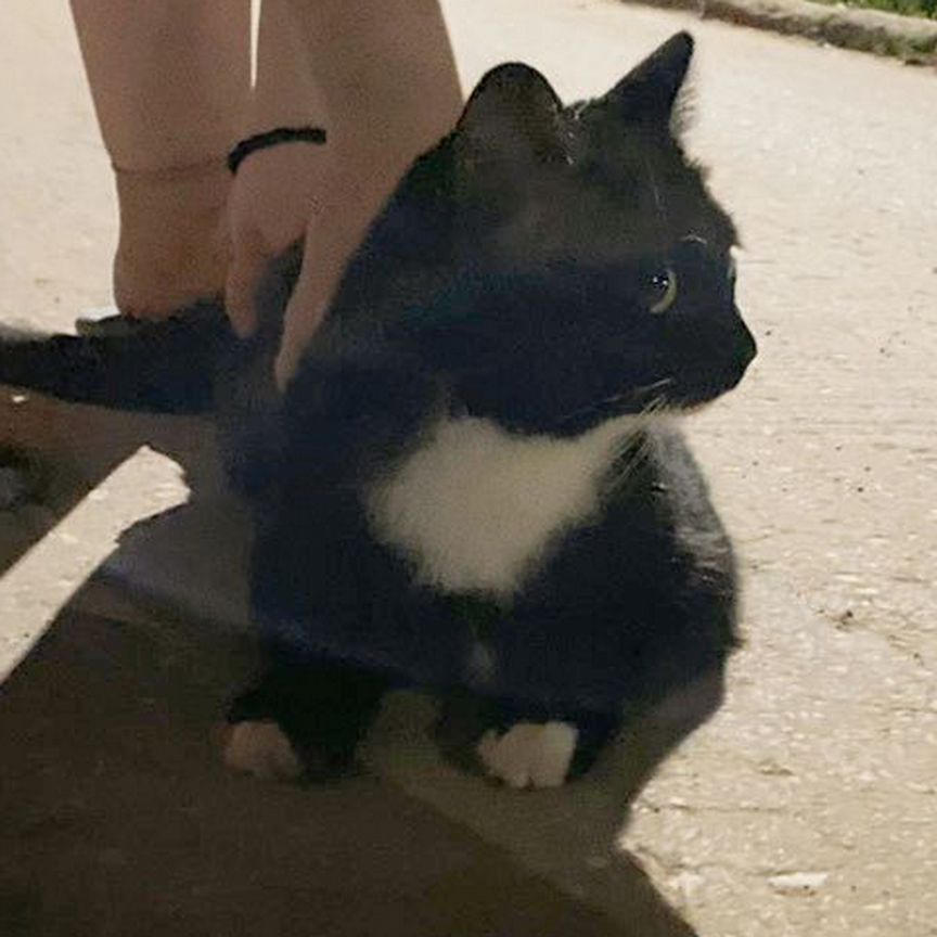 Кот в добрые руки