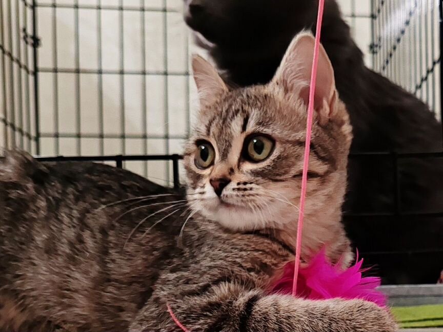Котенок
