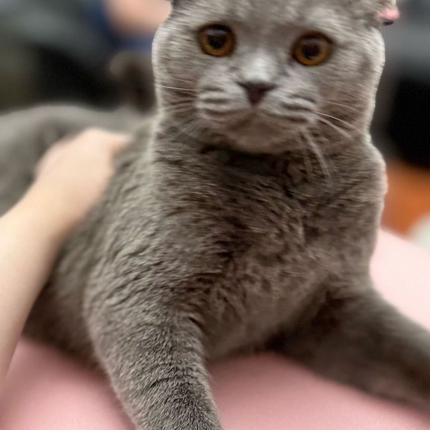 Продать кота