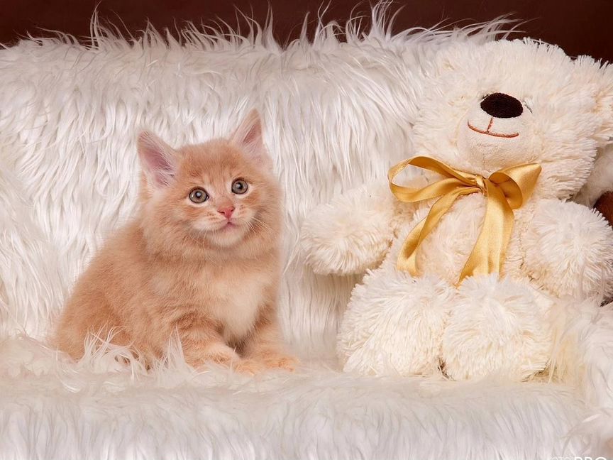 Котята курильского бобтейла