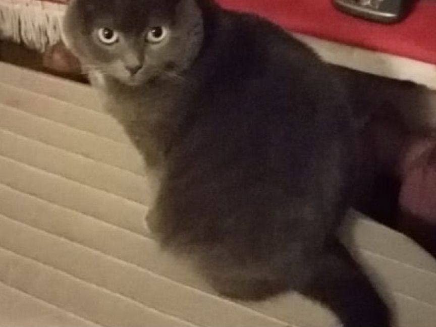 Шартрез 1год мальчик