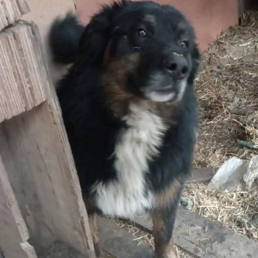 Взрослый пёс в добрые руки