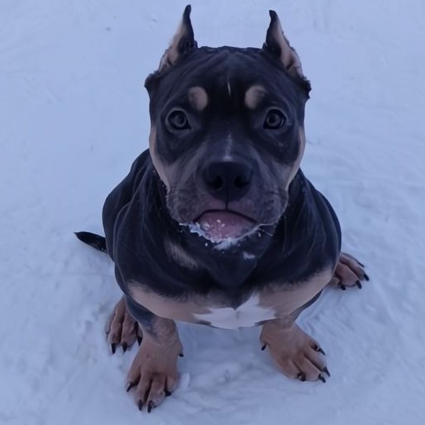 Американский булли, щенок