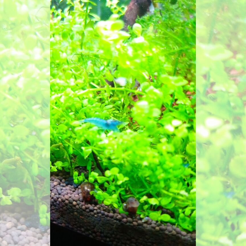 Растение Монте Карло