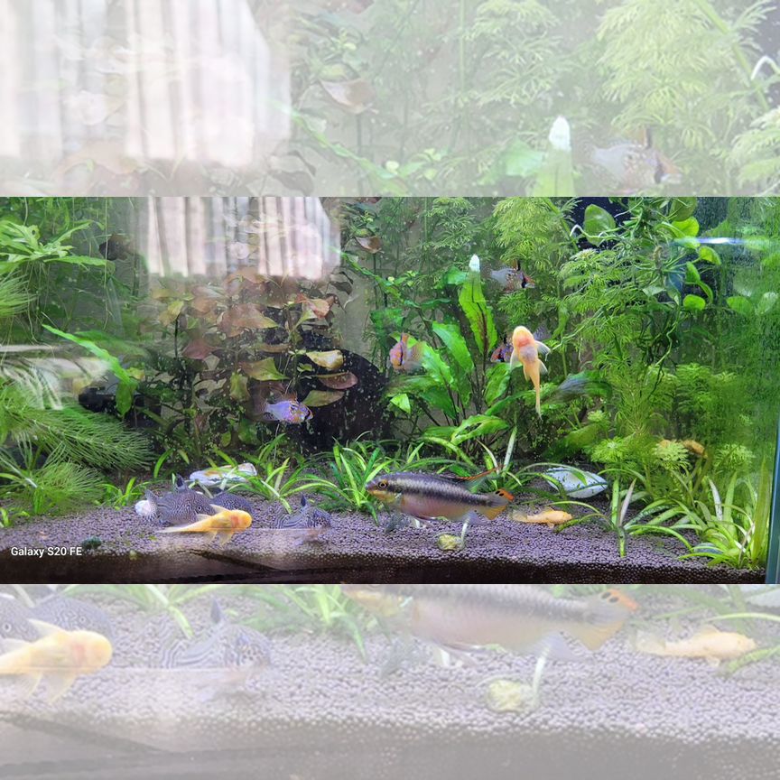 Аквариумные рыбки