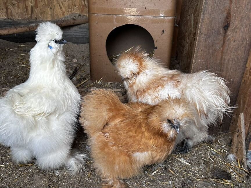 Инкубационное яйцо китайской шелковой