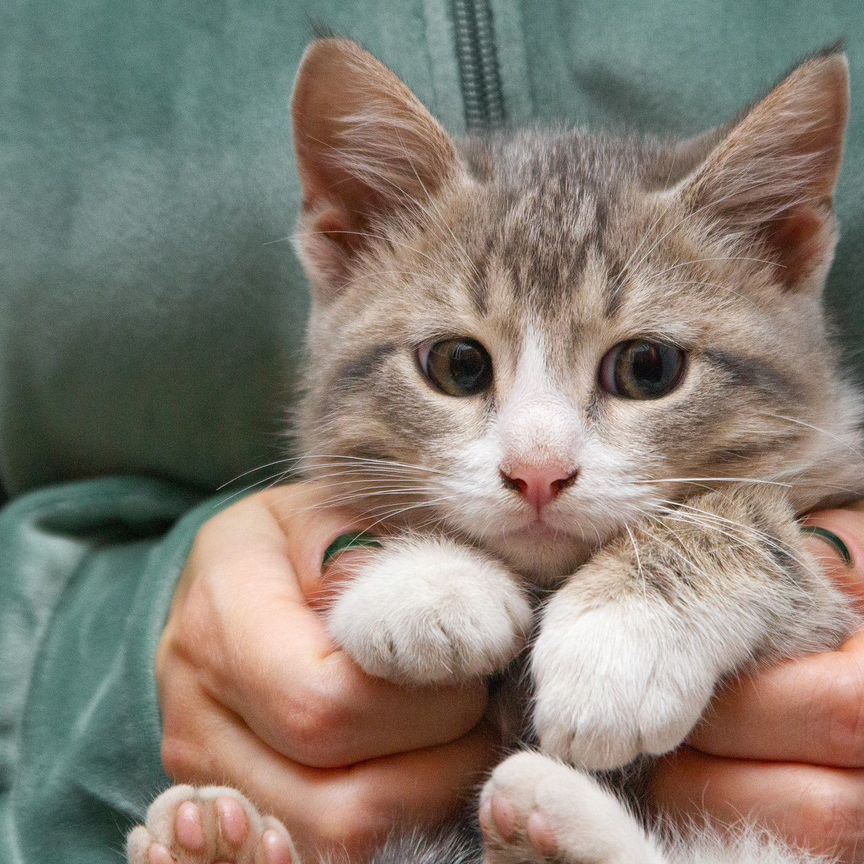 Котенок мальчик серый бесплатно