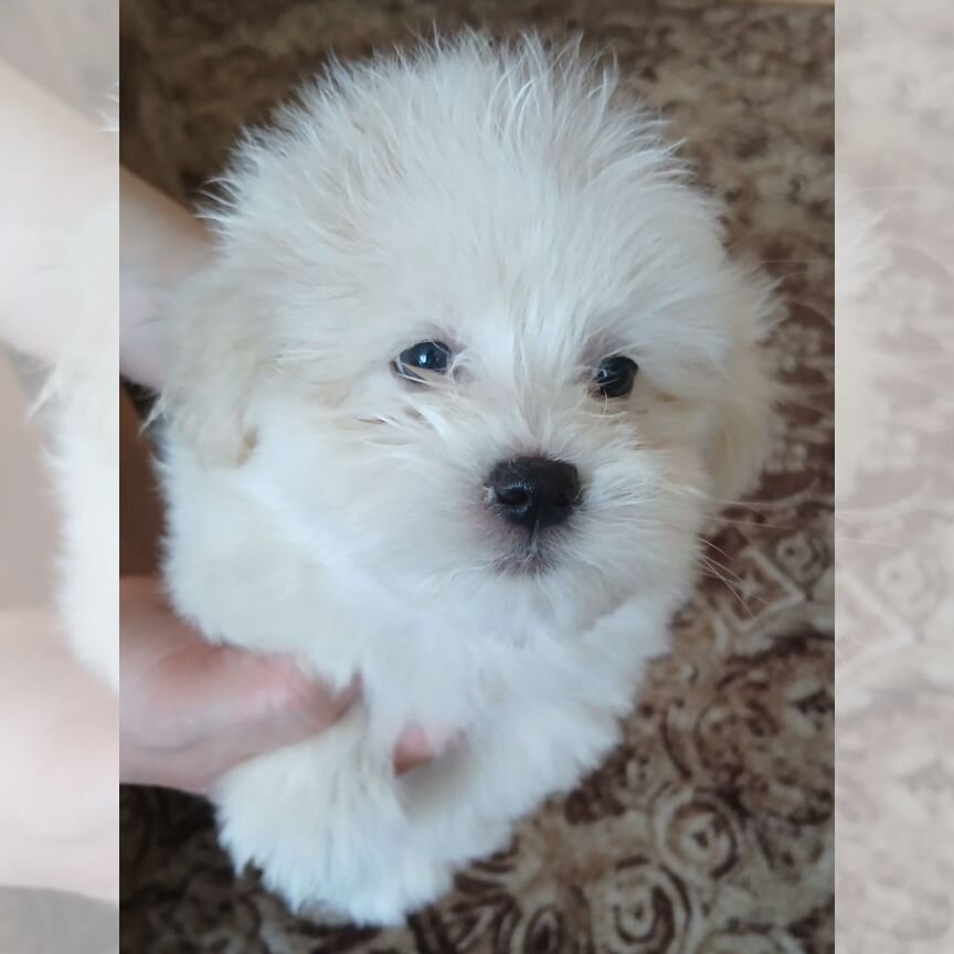 Русская цветная болонка, щенок