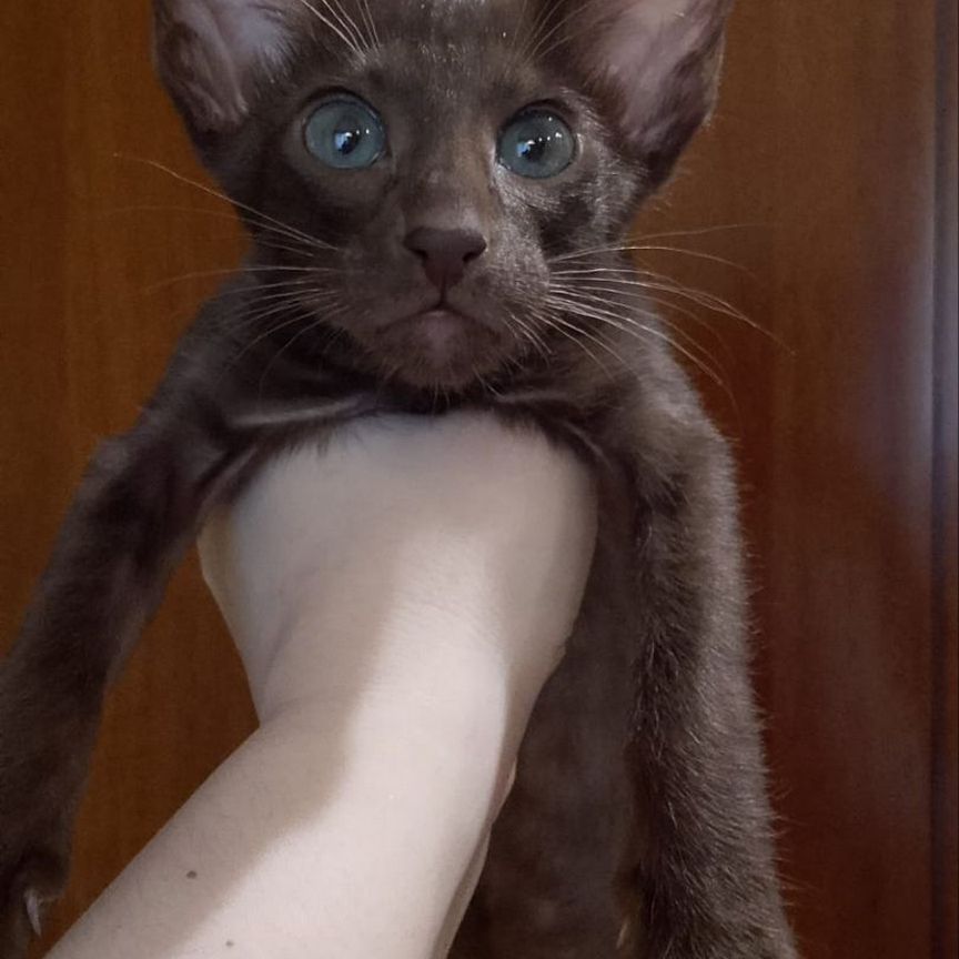 Ориентальные котята