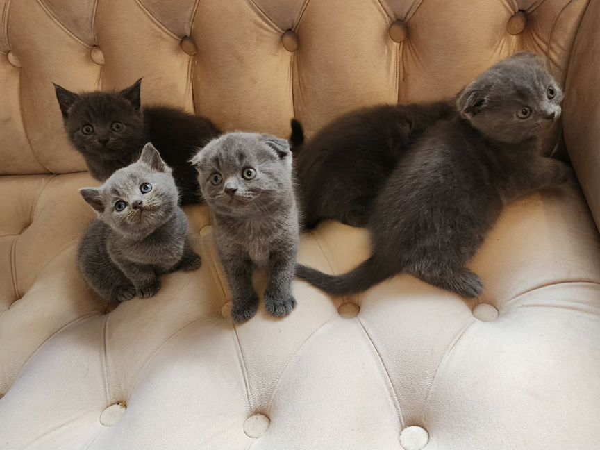 Кошки