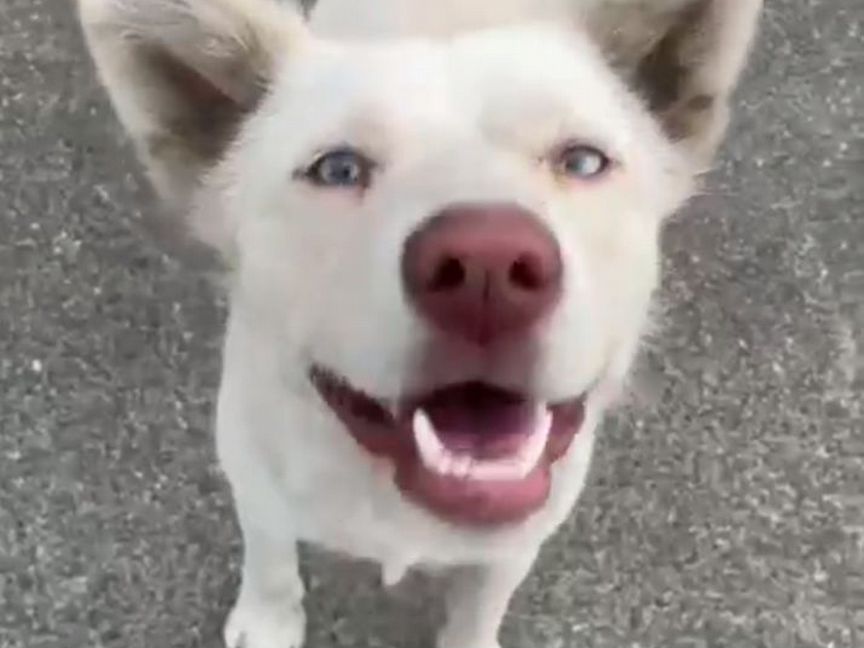 Подросток Патрик 8-9мес.Нужна передержка/дом