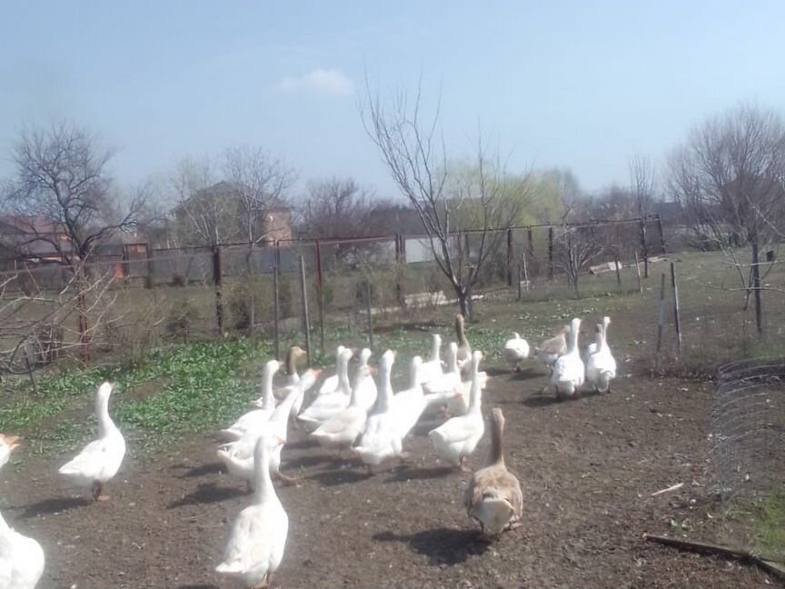 Гусята Линда крупная, Холмогоры, Датский легард