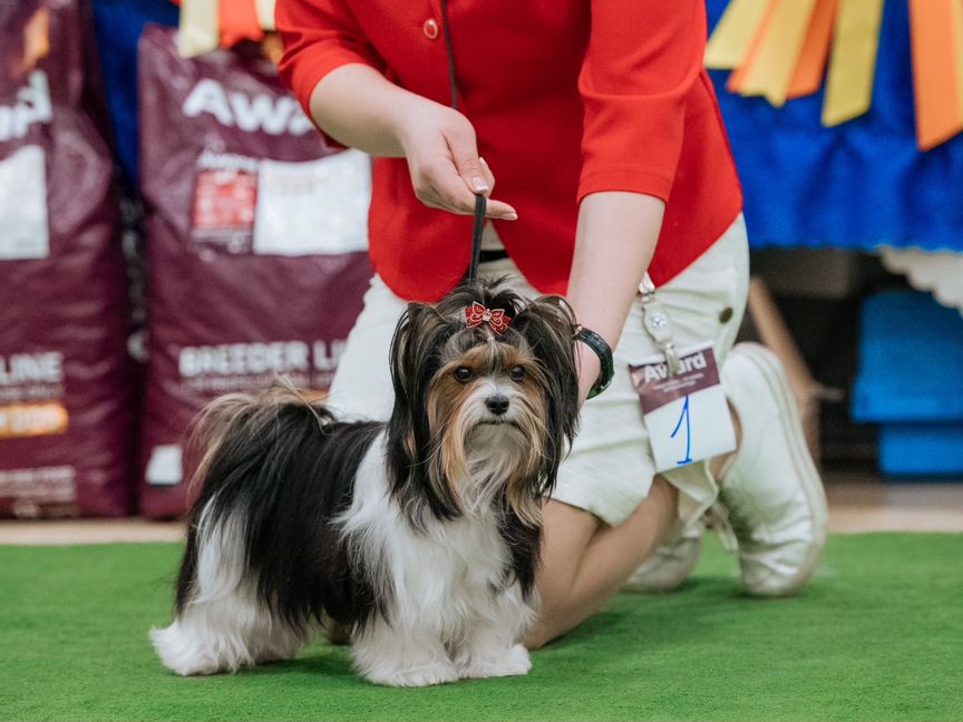 Бивер вязка