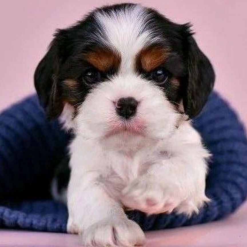 Кавалер кинг-чарльз-спаниель, щенок