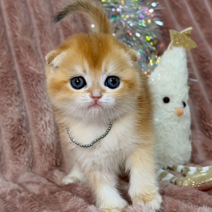 Шотландский вислоухий короткошёрстный котёнок