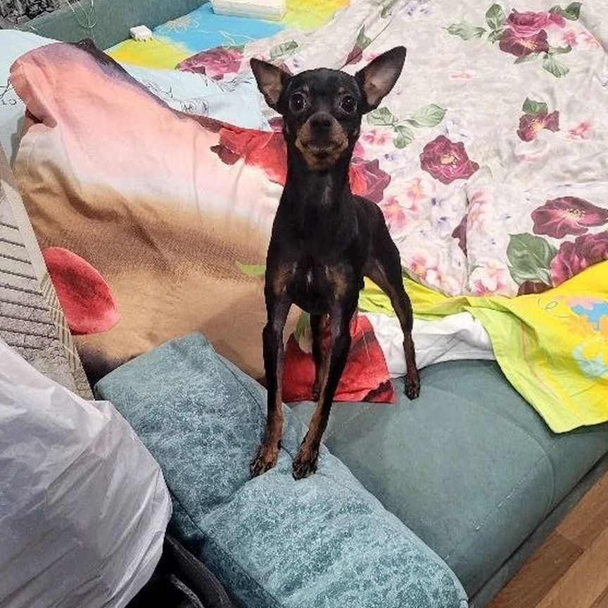 Русский той-терьер, взрослый пёс