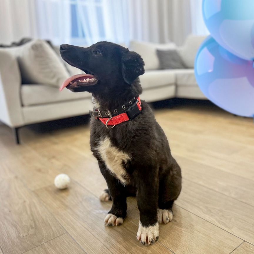 Мальчик три месяца в любящую семью