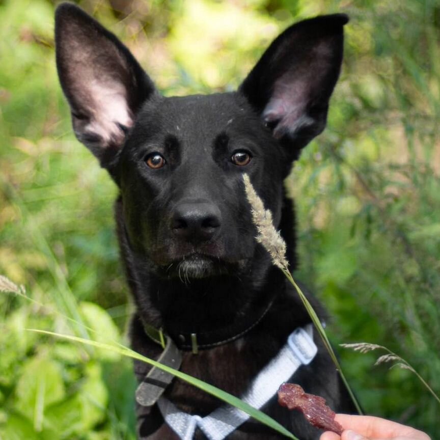 Щенок, мальчик, 7 месяцев