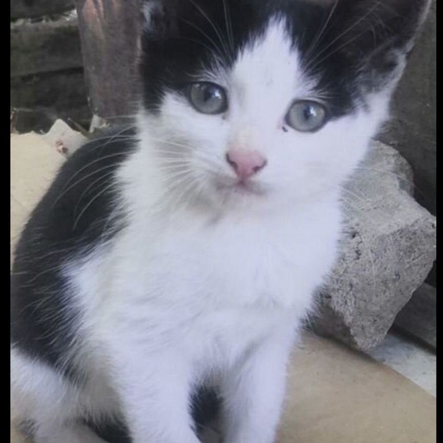 Котенок в добрые руки