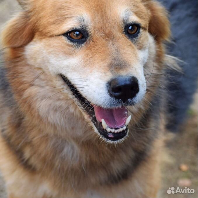 Нежная Герда ищет дом