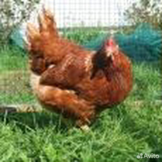 Куры несушки с доставкой