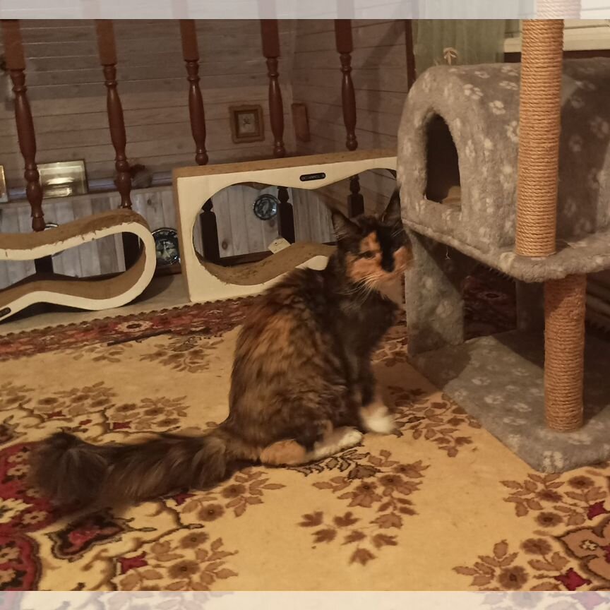 Мейн-кун 3 года девочка