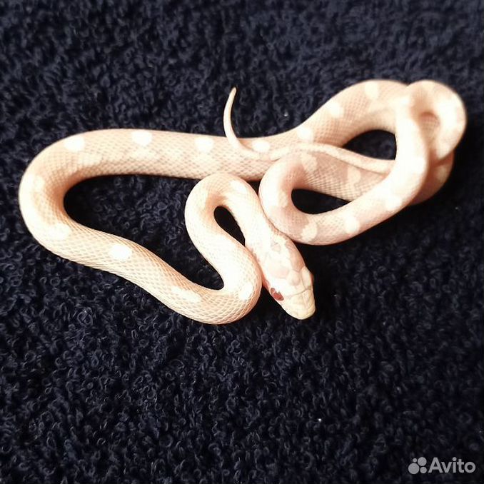 Маисовый полоз Сноу