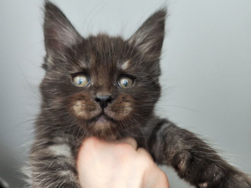 Мейн-кун с документами