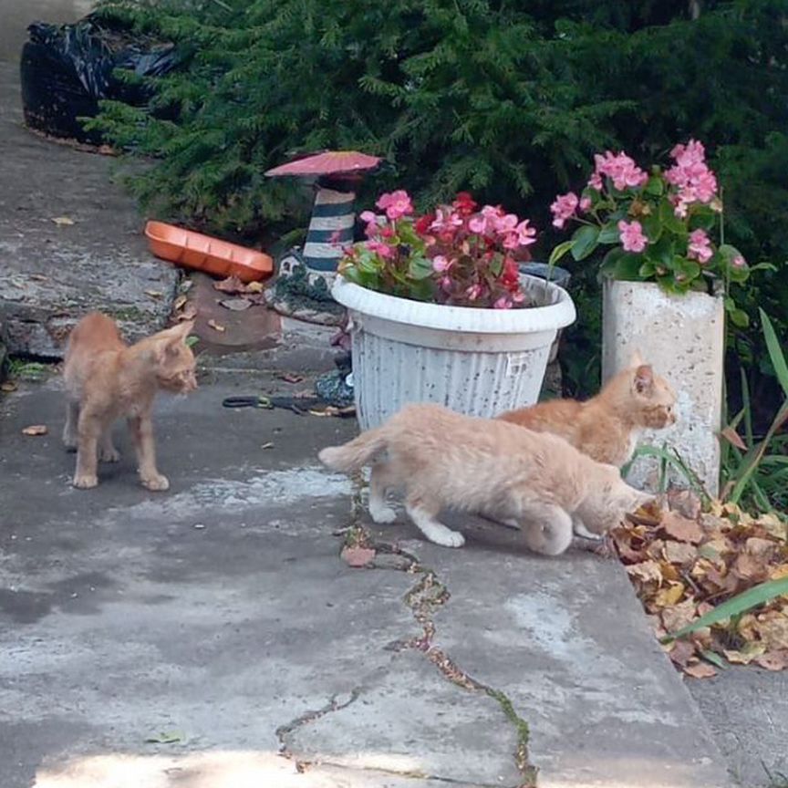 Котята в добрые руки бесплатно