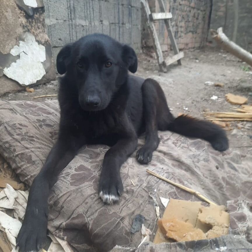 Щенок подросток в добрые руки